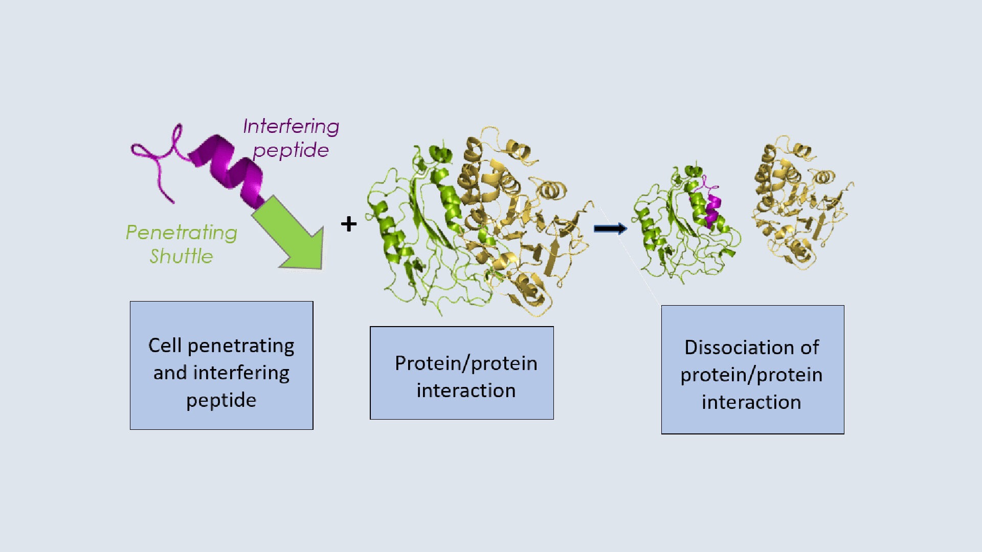 Peptides pénétrant et interférant pour le traitement des cancers ...